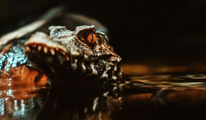 Siamese crocodile hatching record set in Cambodia