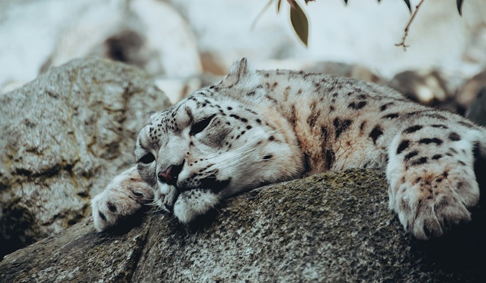 Amur leopard recovery: population grows fivefold in Russia